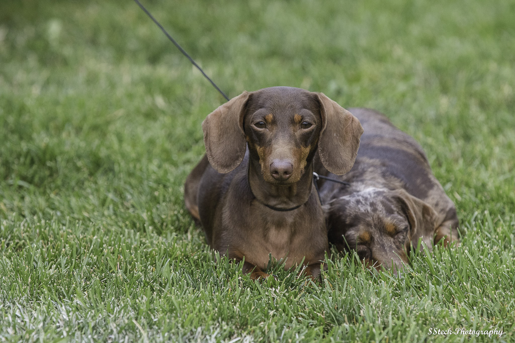 Dog Shows